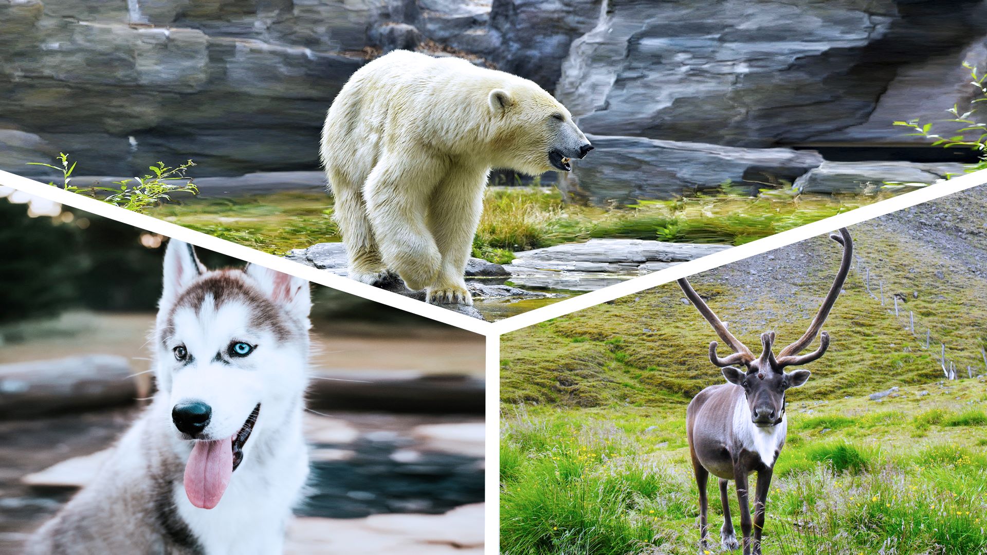 Arctic Animal Day - Summer & Autumn – Sunny Safari